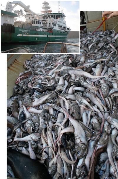 Nutrient flow and ecosystem structure in marine fish communities ...