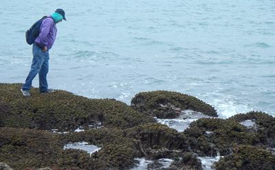 DNA Data And Modelling Reveal Potential Spread Of Invasive Species ...