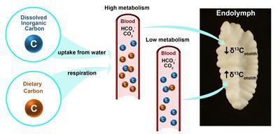 Scientists discover natural fitness watch in fishes that records their ...