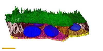 retina-reconstruction-microscopy | University of Southampton