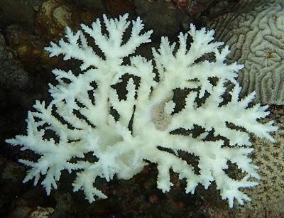 coral bleaching bbc