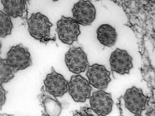 biomedical imaging unit