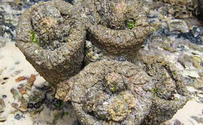 DNA Data And Modelling Reveal Potential Spread Of Invasive Species ...