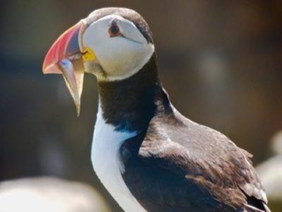 Study Of Puffin Feeding Habits | Ocean and Earth Science, National ...