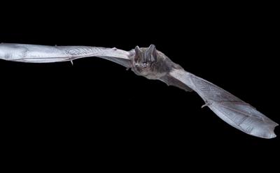 Scientist calls on public to help ‘unlock’ genes of threatened bat ...