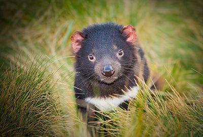 tasmanian devil uk