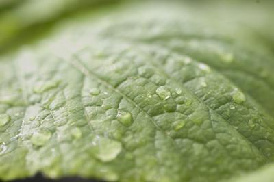 Exotic invasions can drive native species extinct | Biological Sciences ...