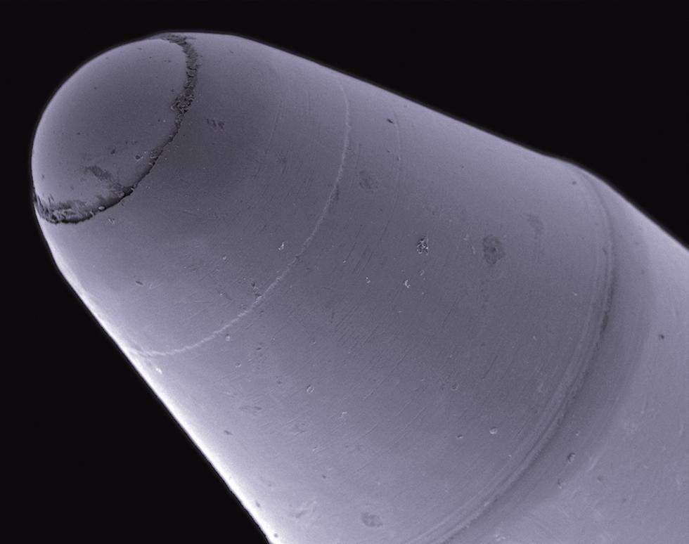 SEM Image Gallery | Biomedical Imaging Unit | University of Southampton