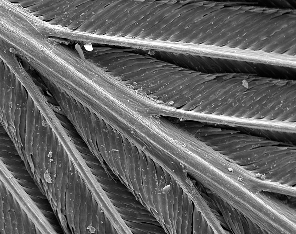 SEM Image Gallery | Biomedical Imaging Unit | University of Southampton