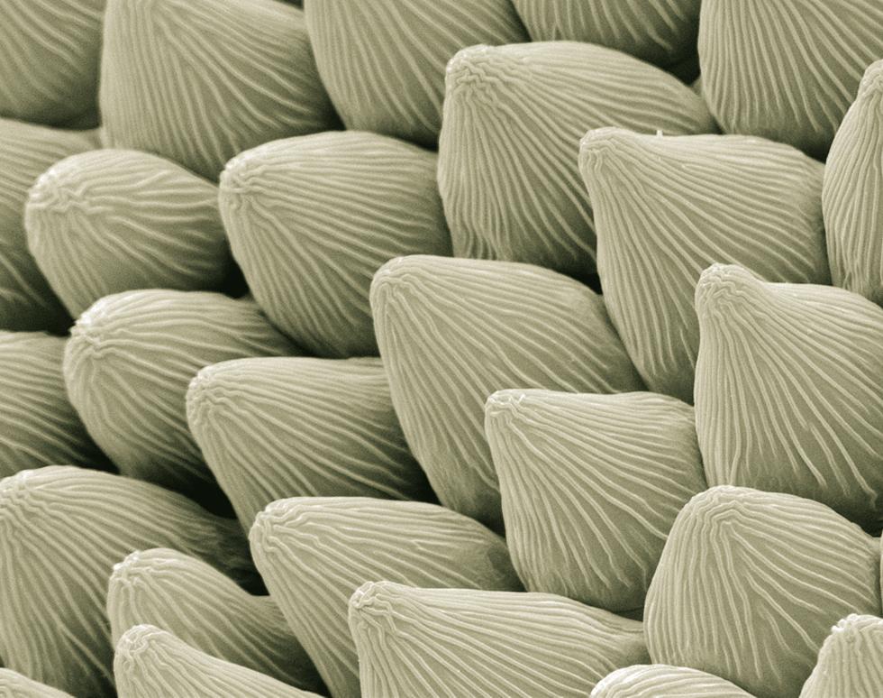 SEM Image Gallery | Biomedical Imaging Unit | University of Southampton