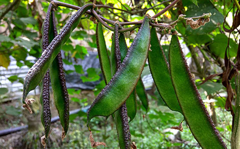 New Bean Genome Unveils Potential to Boost Food Security In Drought ...