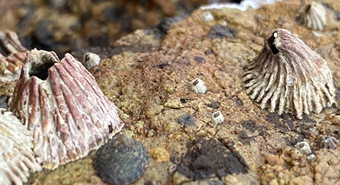Barnacle Bends Shape To Fend Off Warm-Water Sea Snails On The Move ...