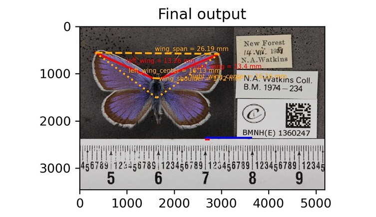 butterflies getting bigger climate change | University of Southampton
