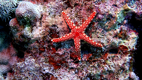 Starfish Body Is A Head, Say Scientists | University of Southampton