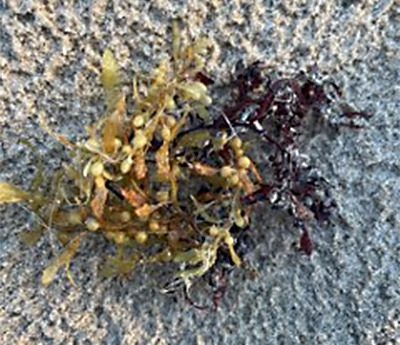 Exchanging sargassum knowledge in the Western Region of Ghana, January ...