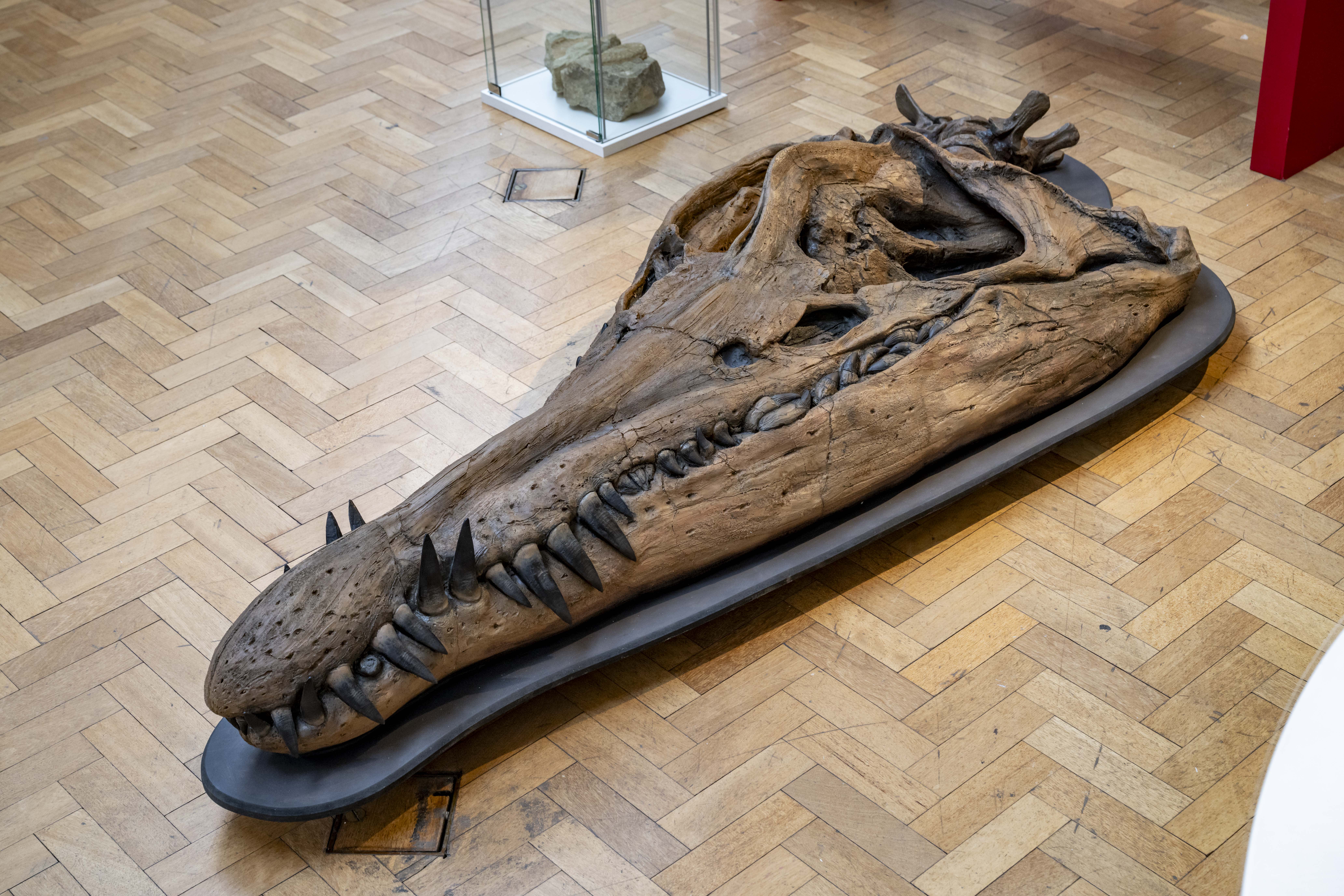 New exhibition to unearth 200 million years of history in the South