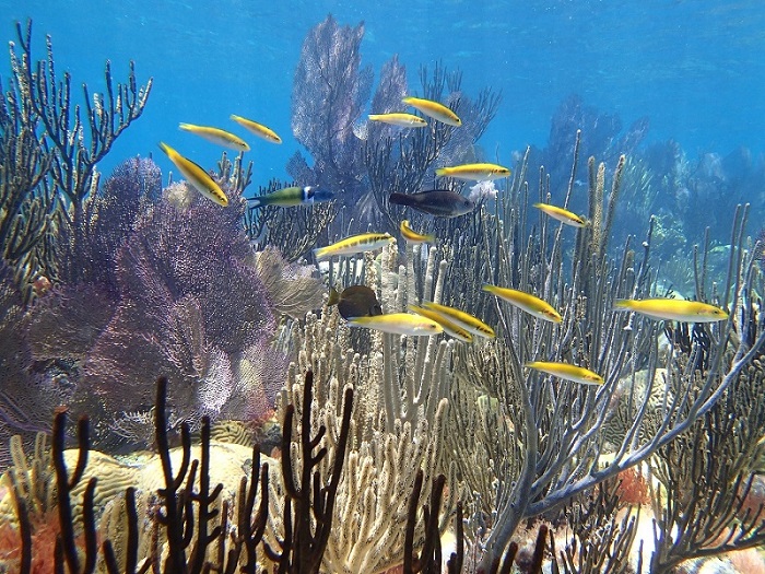 Collaborating for coral conservation: University of Southampton’s role ...