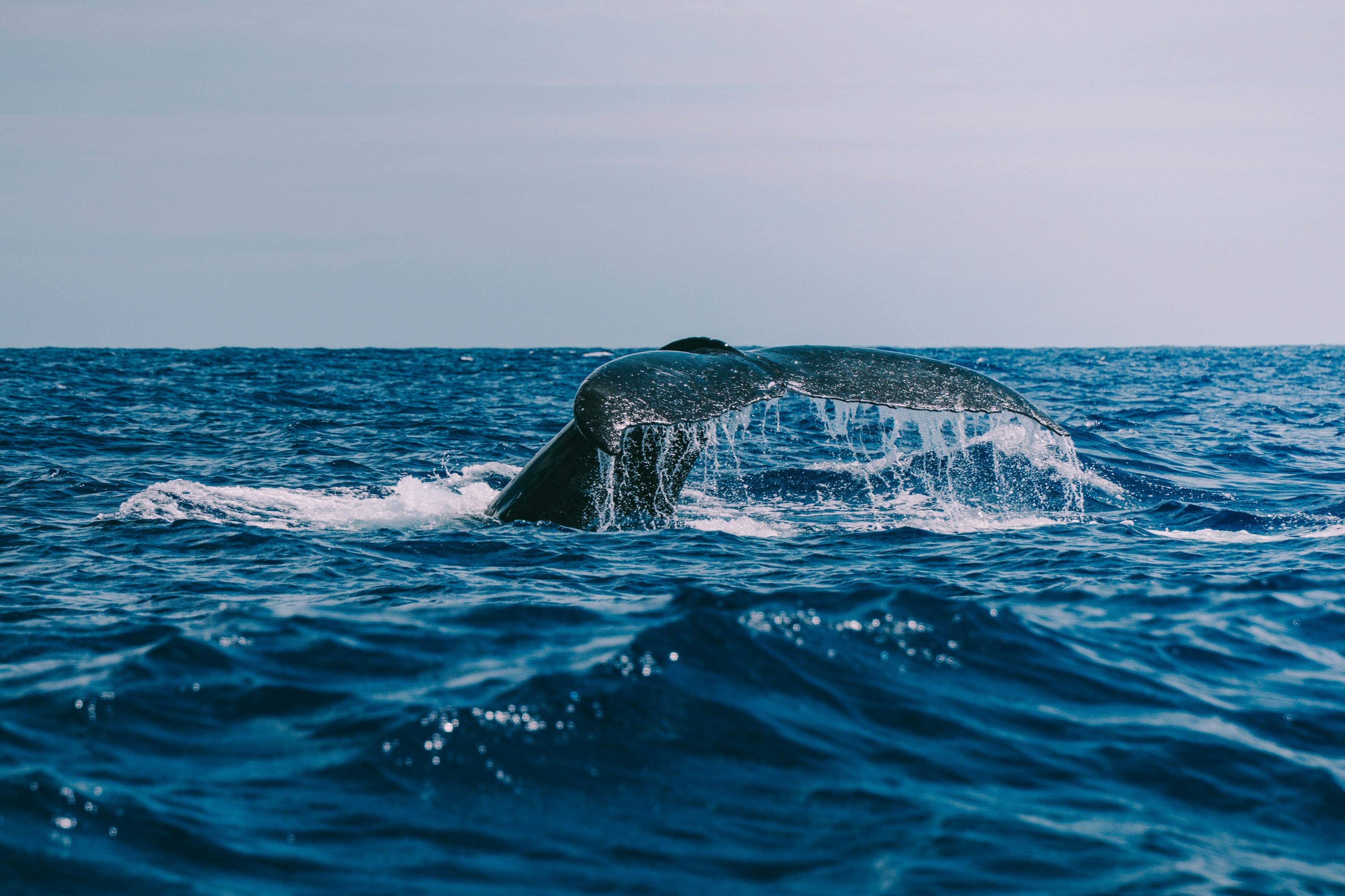 Interactive whale conservation website wins 2026 Best Data ...