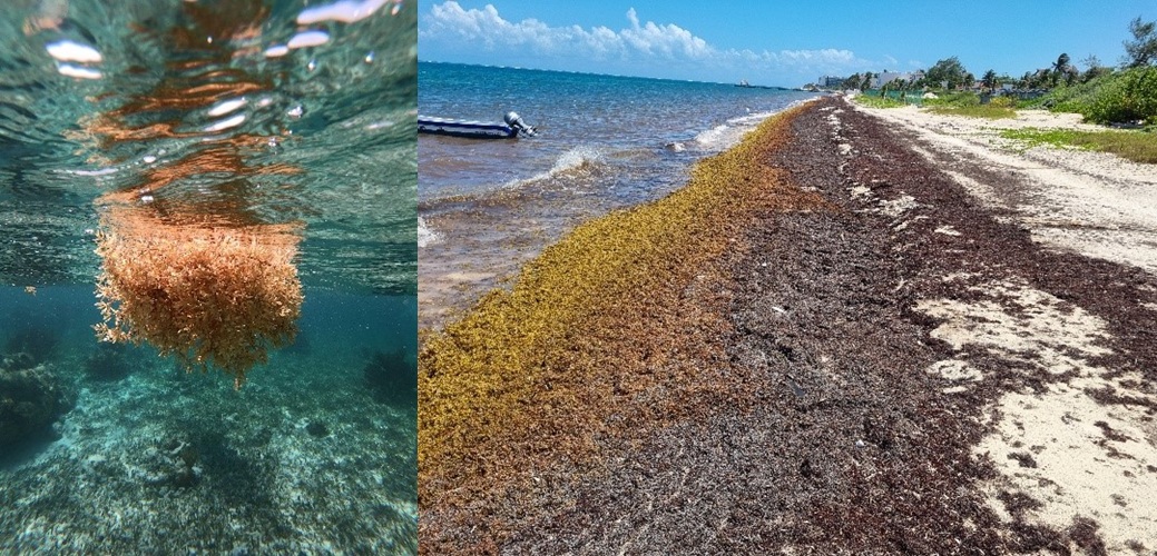 Exploring the potential of sargassum seaweed for carbon sequestration