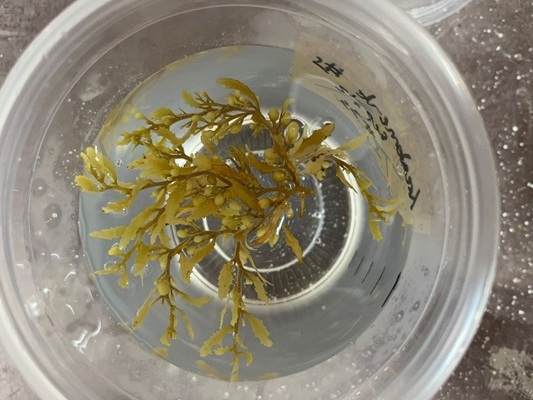 Exploring the potential of sargassum seaweed for carbon sequestration