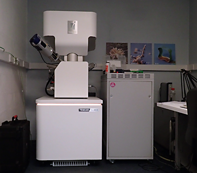 Scanning Electron Microscopy | Biomedical Imaging Unit | University of ...